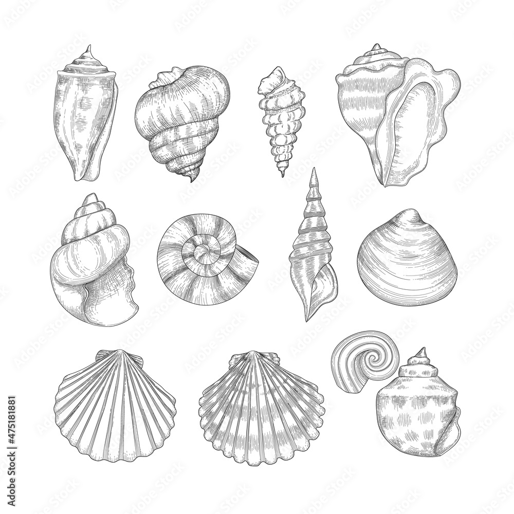 Hand drawn sea shells. Starfish shellfish tropical mollusk in vintage ...