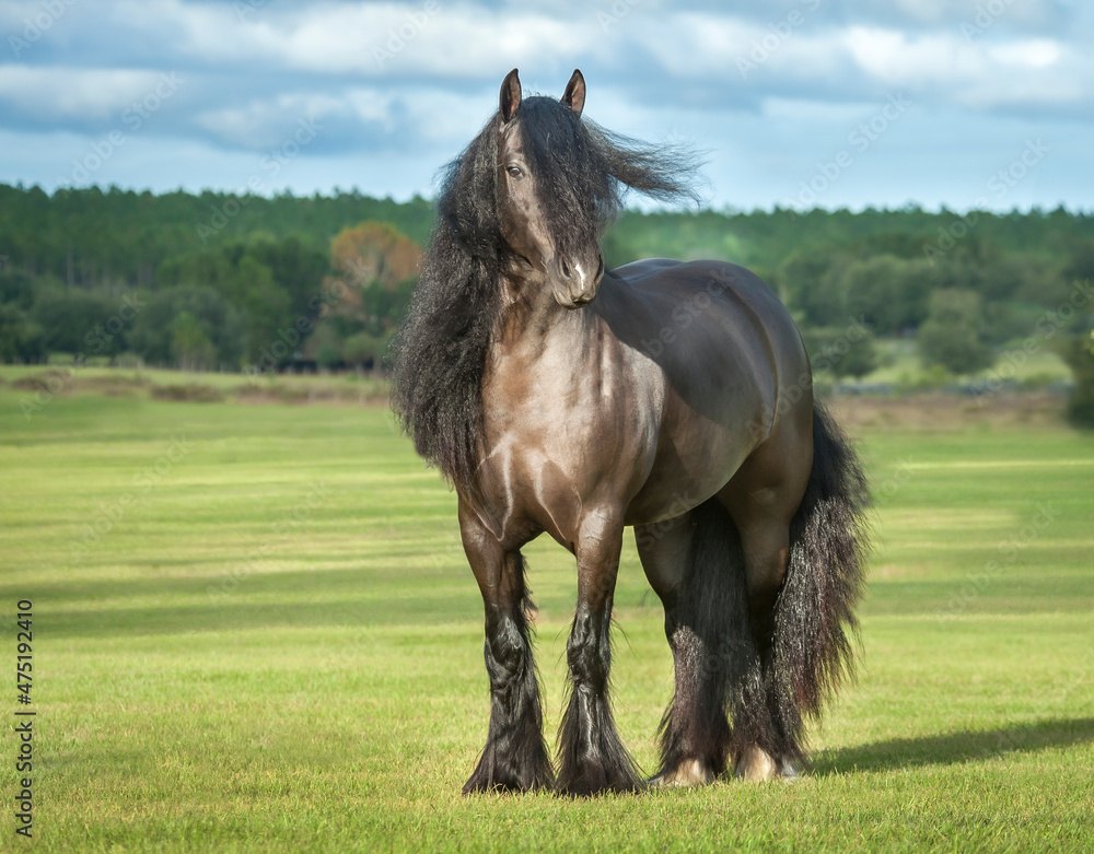 Plakát Gypsy Vanner Horse mare with wind blown forelock in open paddock ...