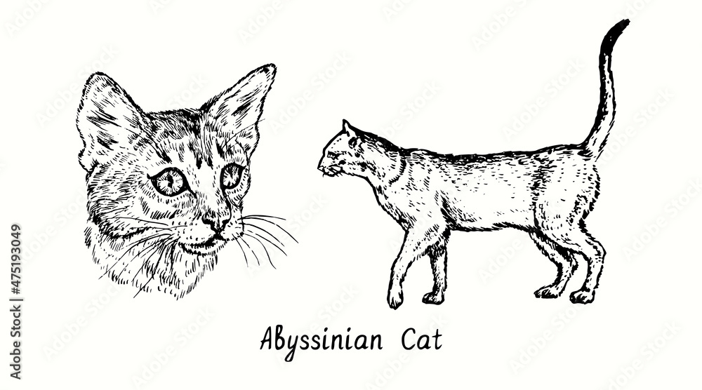 Abyssinian Cat collection, head front view and standing side view. Ink ...