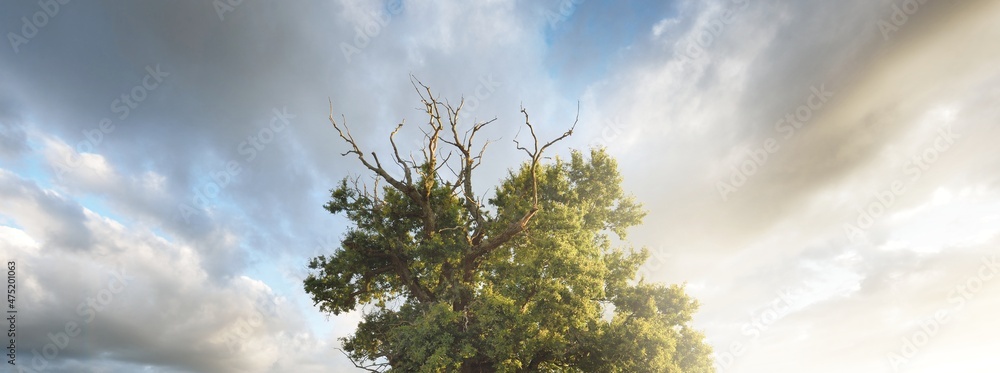 Ancient half dead, half living mighty oak tree, dramatic sunset clouds ...