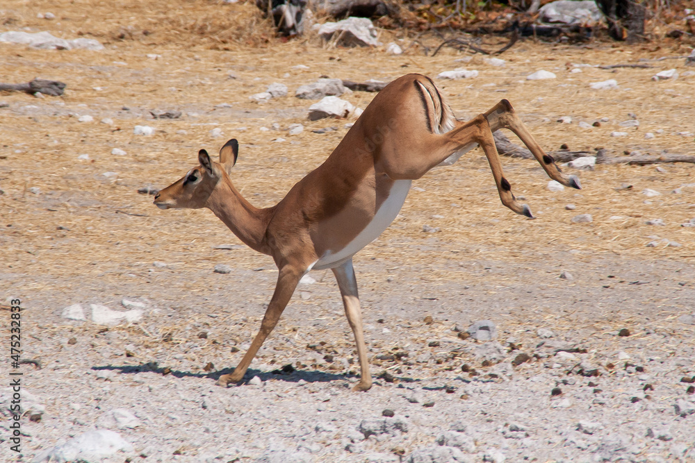Foto de Impala with hind legs in the air while running and jumping ...