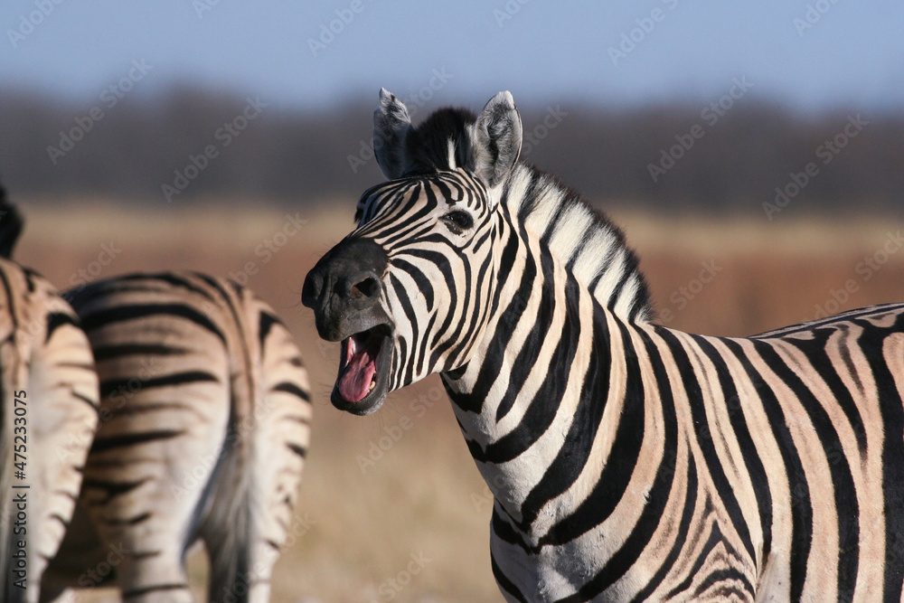 Laughing Zebra