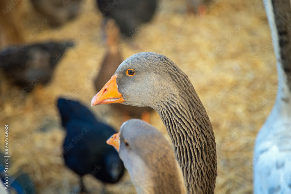 Elevage d'oies. Stock Photo | Adobe Stock
