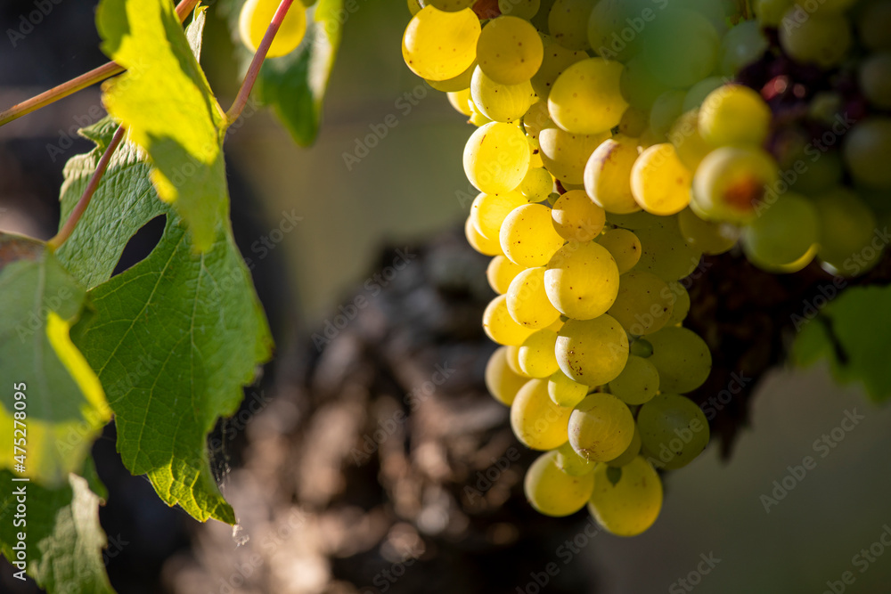 Gros plan sur une grappe de raisin dans les vignes avant les vendanges ...