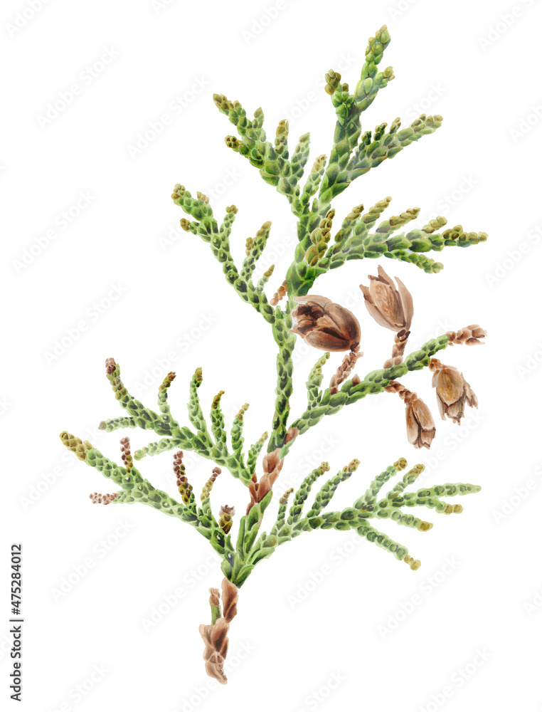 Twig of Thuja occidentalis with cones. Garden evergreen bush, Christmas ...