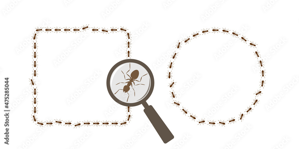 Ant trail square and circle shape. Frame from brown ants. Magnifying ...