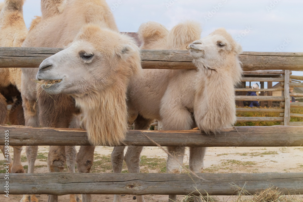 Two bactrian white camels eating hay at the zoo, close up. Keeping wild ...