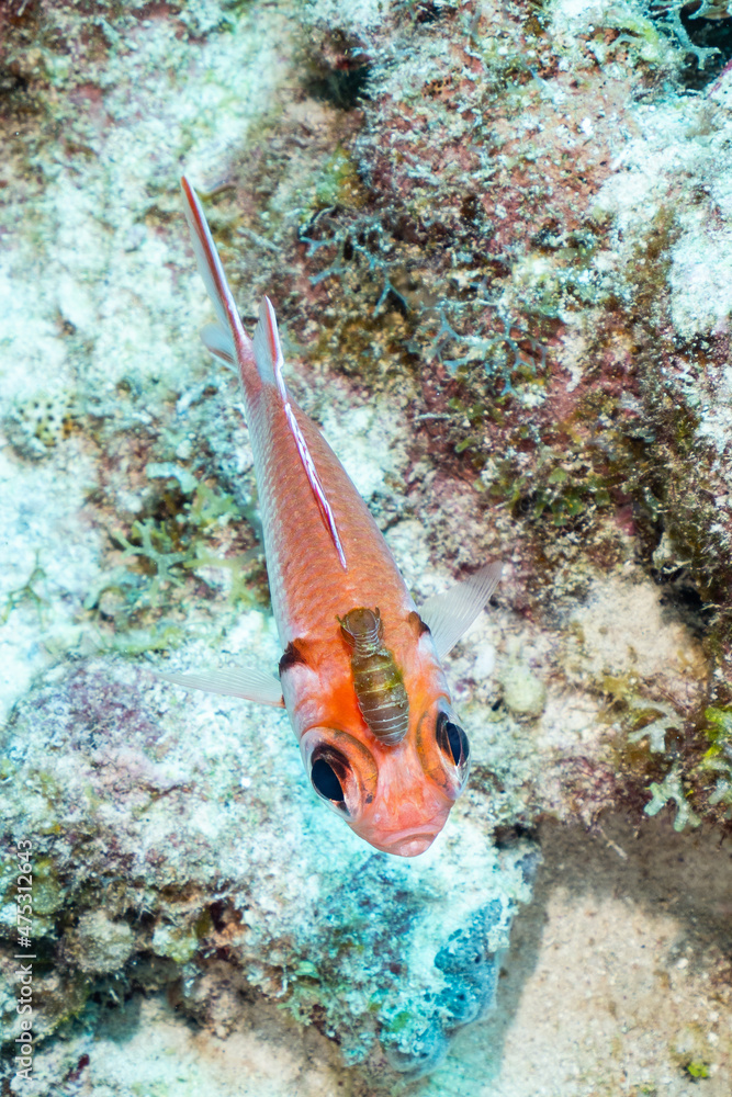 An unfortunate soldierfish has ended up with an isopod attached to its ...