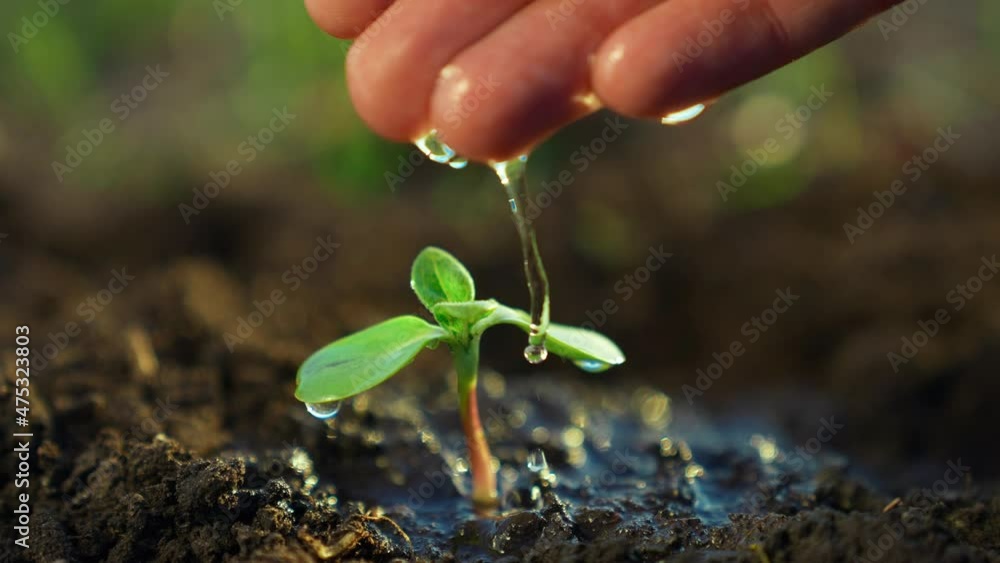 agriculture. farmer hand watering a plant sprout. nature earth ...