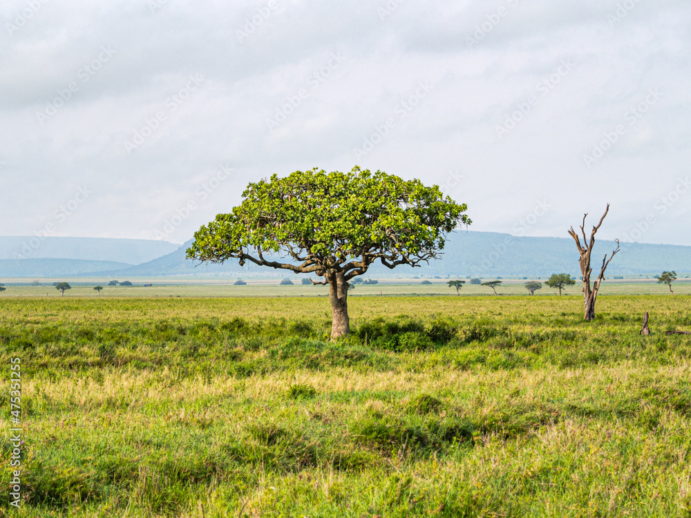 Sausage tree in Serengeti National Park with the remains of a dead tree ...