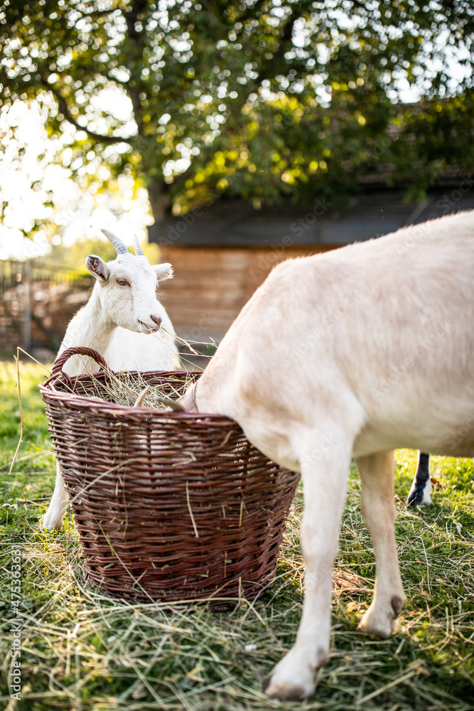 Cute goats on an organic farm, looking happy, grazing outdoors ...