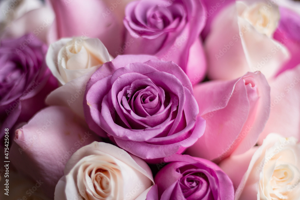 Ramo de Rosas Rosadas en Primer Plano Stock Photo | Adobe Stock