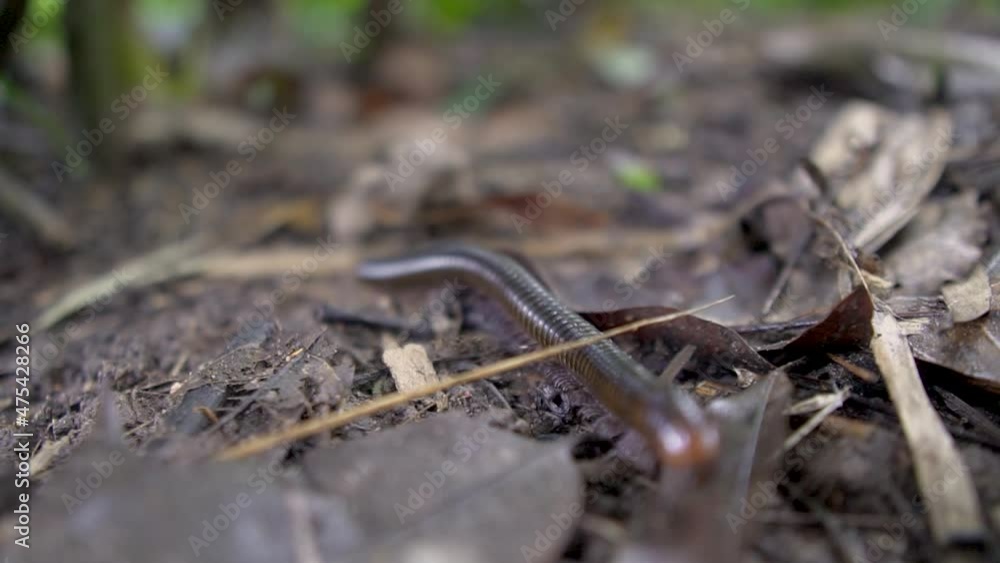 Archispirostreptus gigas, known as the giant African millipede or ...