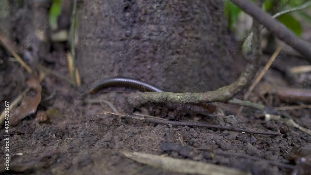 Archispirostreptus gigas, known as the giant African millipede or ...