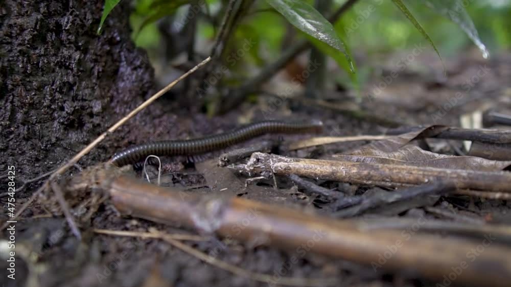 Archispirostreptus gigas, known as the giant African millipede or ...