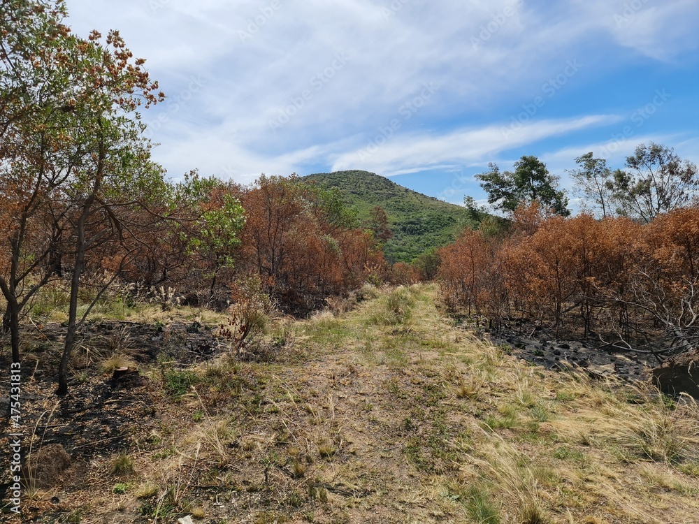 mata queimada, deserto, árido, vegetação seca, Stock Photo | Adobe Stock