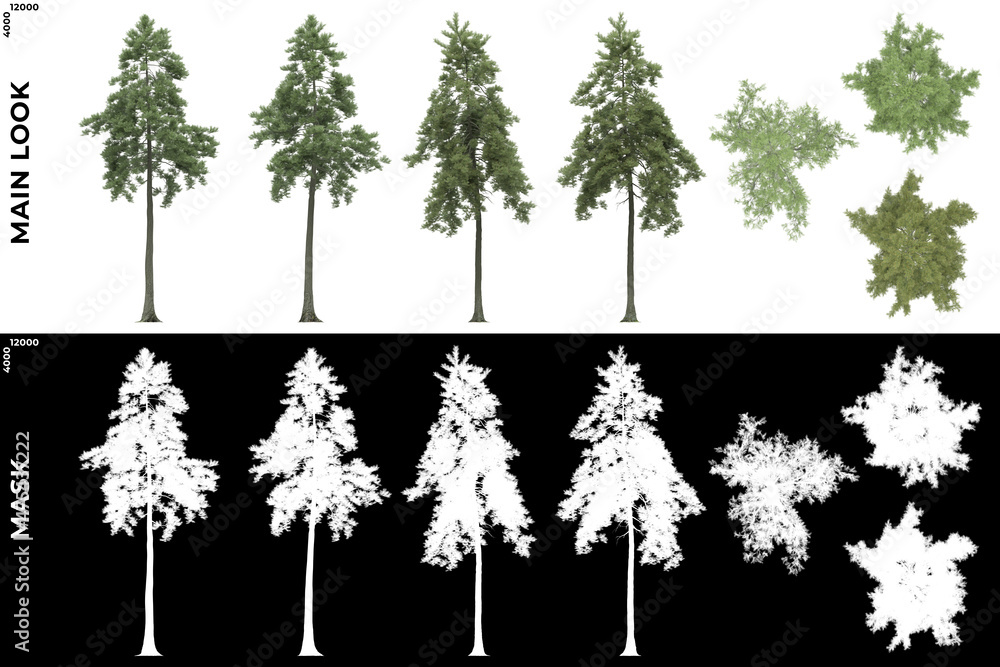 3D Rendering of Front, Left and Top view of Generic Trees with alpha ...