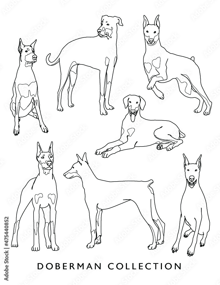 Doberman Outline Illustration Set (Different Poses) Stock Vector ...