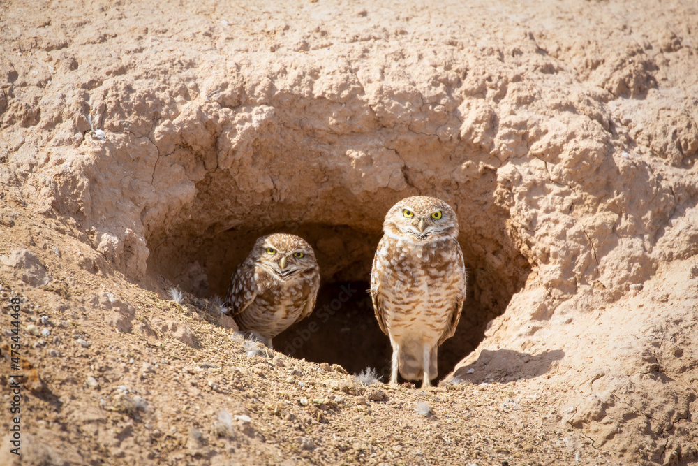 USA, Arizona. Two burrowing owls at burrow entrance. Stock Photo ...