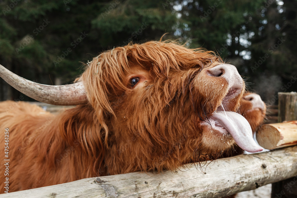 Highland Scottish Cow Portrait Muzzle with tongue out beehind wooden ...