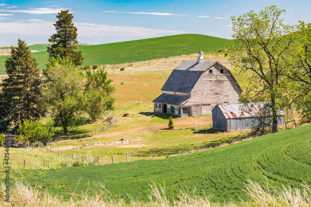 Colfax, Washington State, USA. Gray weathered barn on a farm in the ...