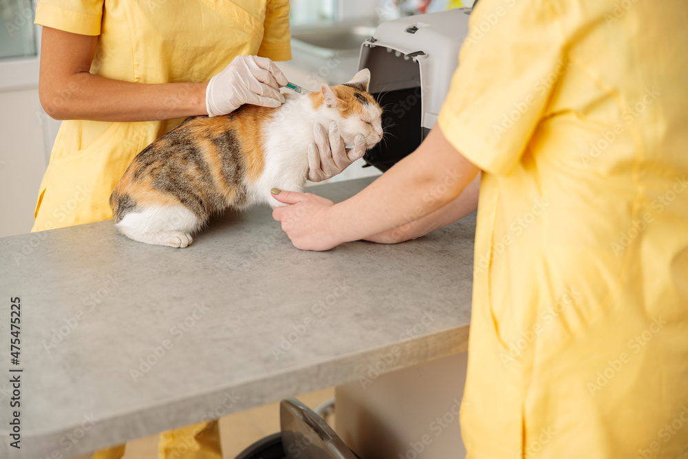 Female vet doctor giving vaccination injection to pet in clinic Stock ...