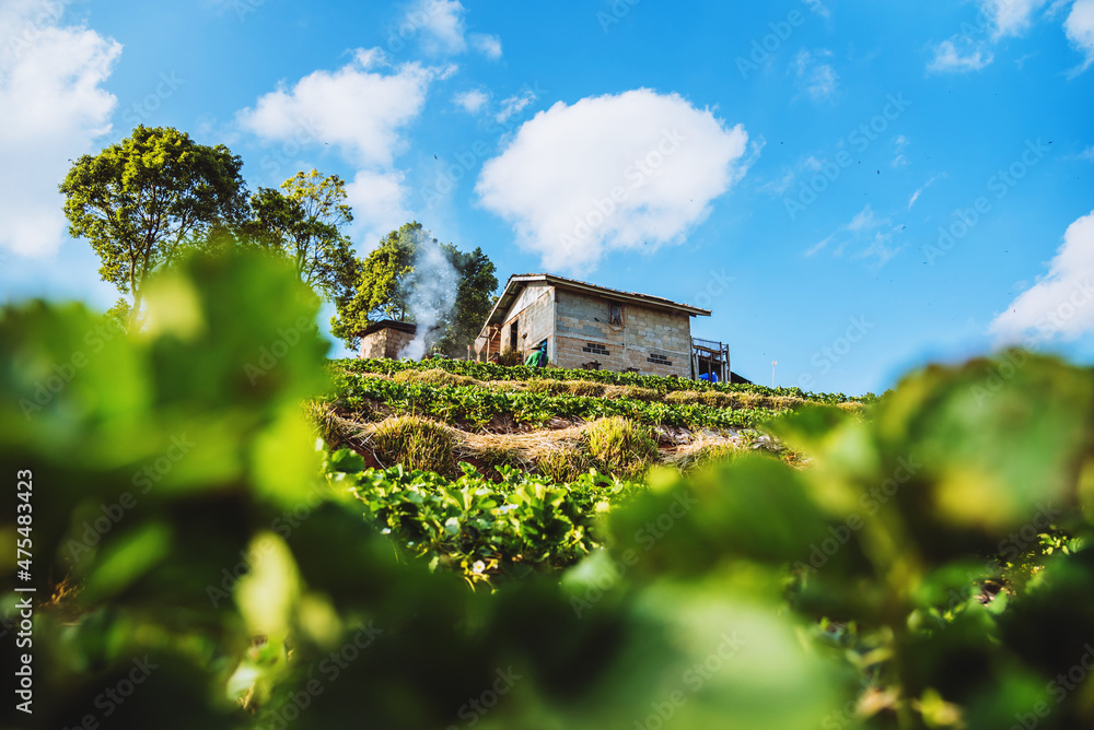 Strawberry Farm Background Image. Strawberry Farm Beautiful nature. At ...