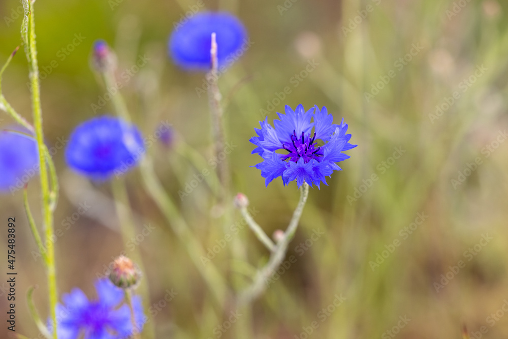 Blue Cornflower Boutonniere
