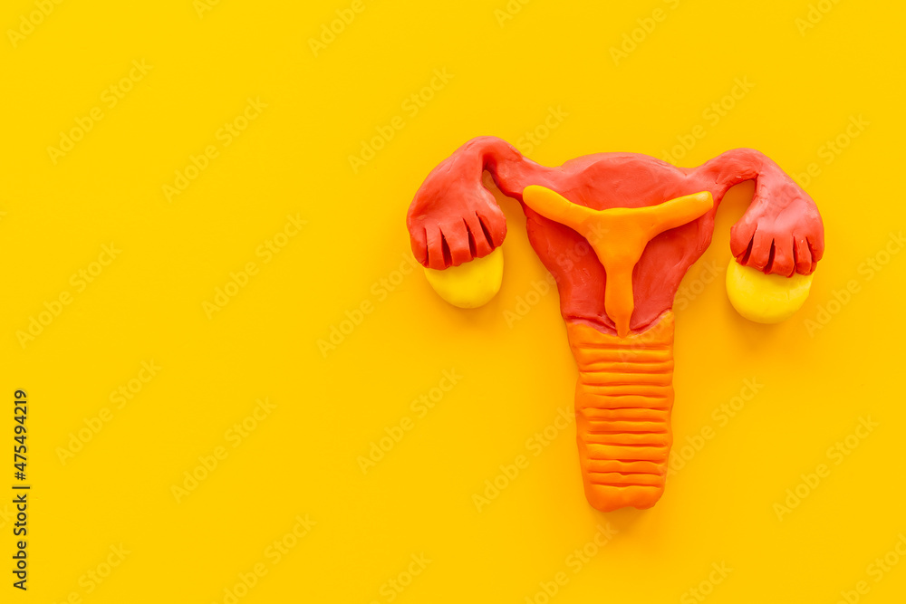 Uterus of female reproductive system. Anatomical model top view Stock ...