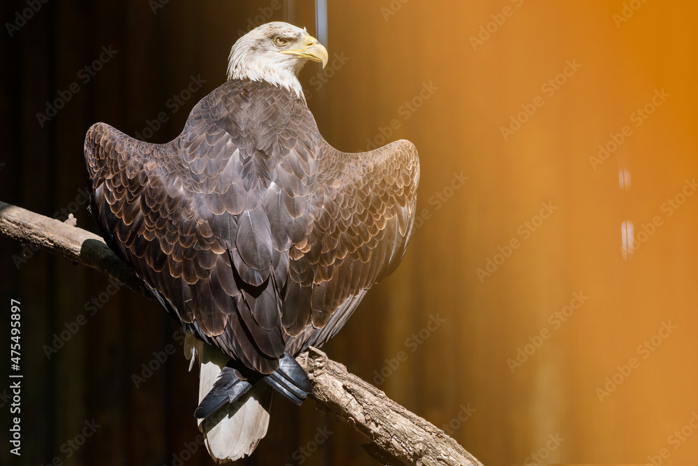 Bald eagle sits with his back on a tree branch Stock Photo | Adobe Stock