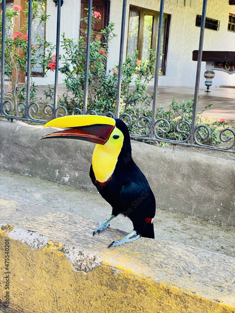 Selective of a toco toucan (Ramphastos toco) on a concrete wall Stock ...