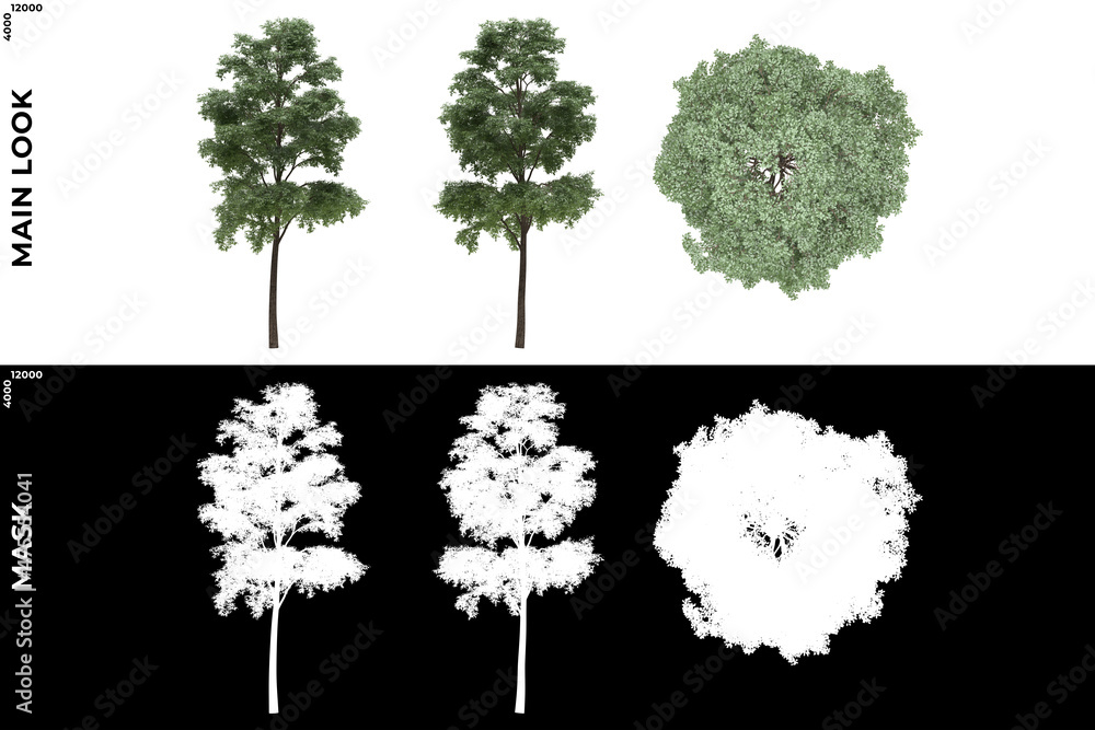 3D Rendering of Front, Left and Top view of Trees (Bucida Buceras) with ...