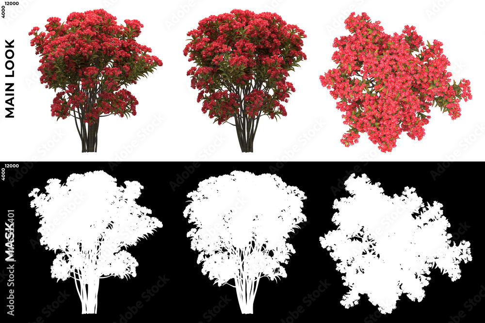 3D Rendering of Front, Left and Top view of Trees (Lagerstroemia indica ...