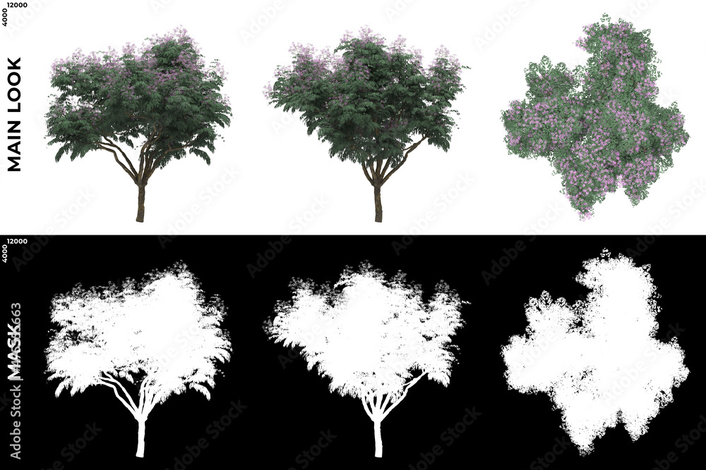 3D Rendering of Front, Left and Top view of Trees (Melia Azedara) with ...
