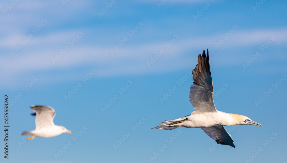 alcatraz atlántico o alcatraz común (Morus bassanus) volando con las ...