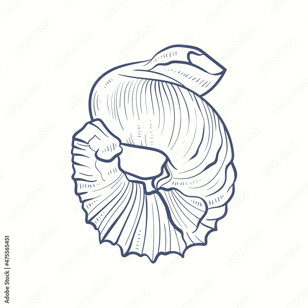 Hand-drawn realistic seashells. Shells of mollusks of various forms ...