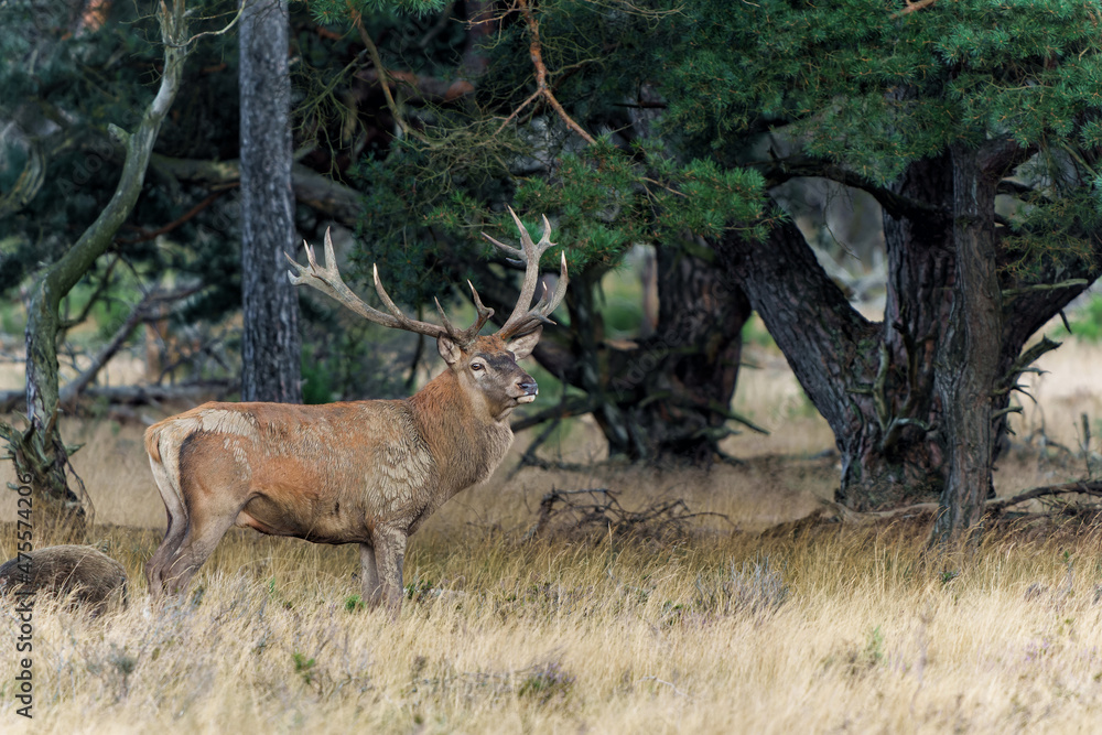 Red deer (Cervus elaphus) stag showing dominant behaviour in the ...