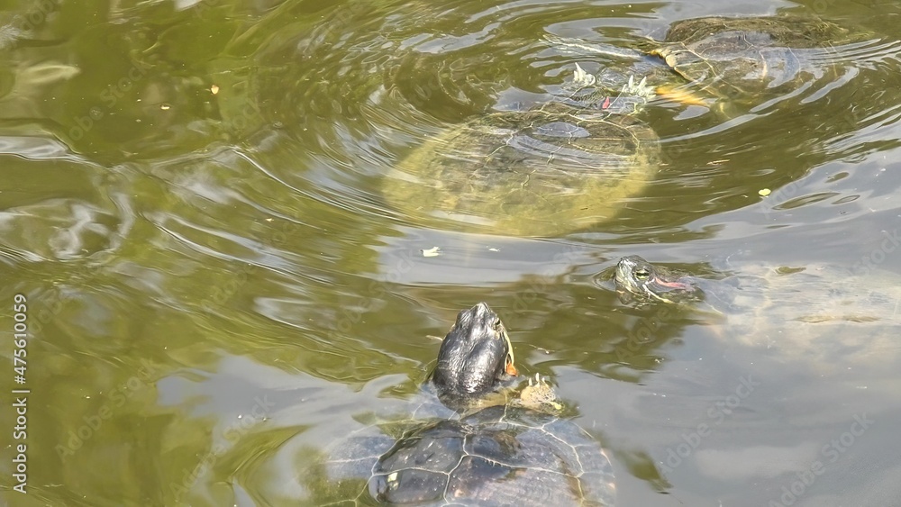 Foto de swimming red-eared slider turtle in a pond, Trachemys scripta ...