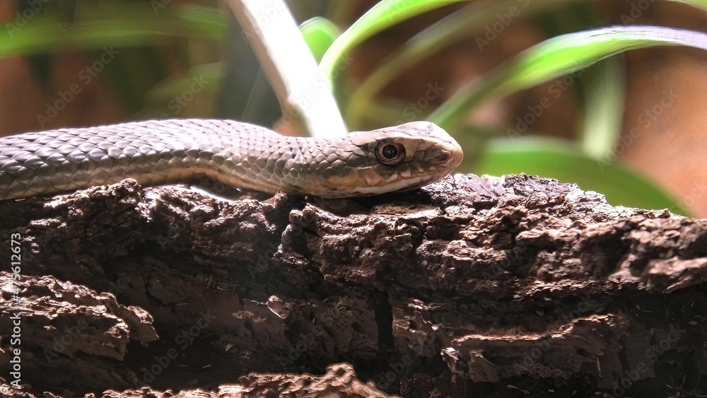 Eastern Montpellier snake in a natural terrarium. Malpolon insignitus ...