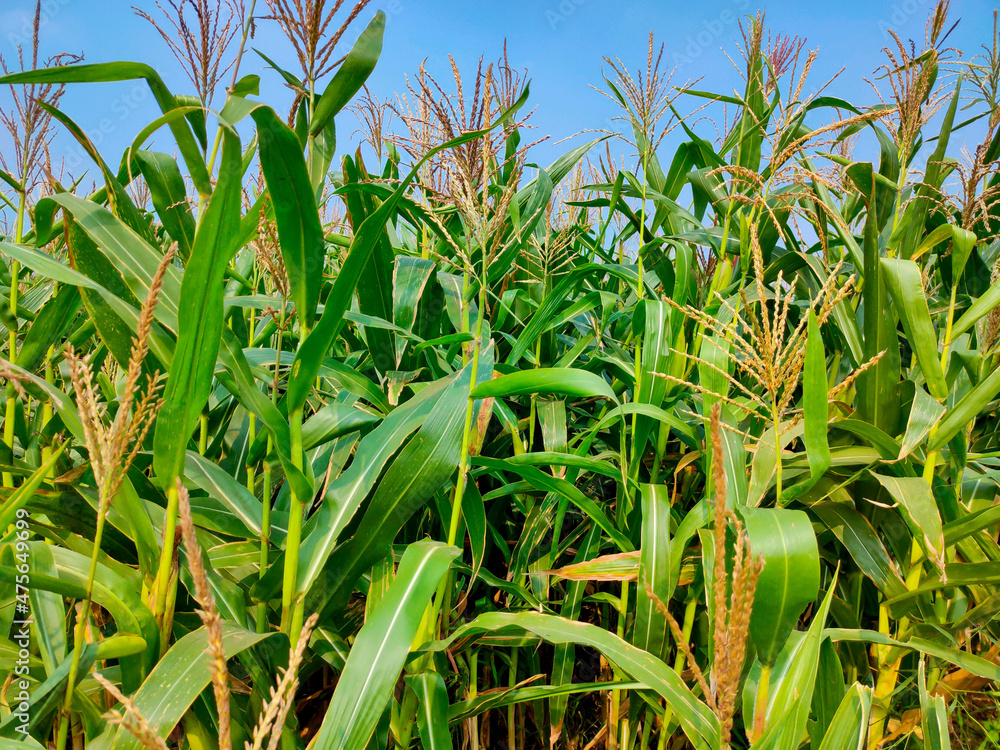 Corn Field with sunlight and blue sky background corn crop growth in ...