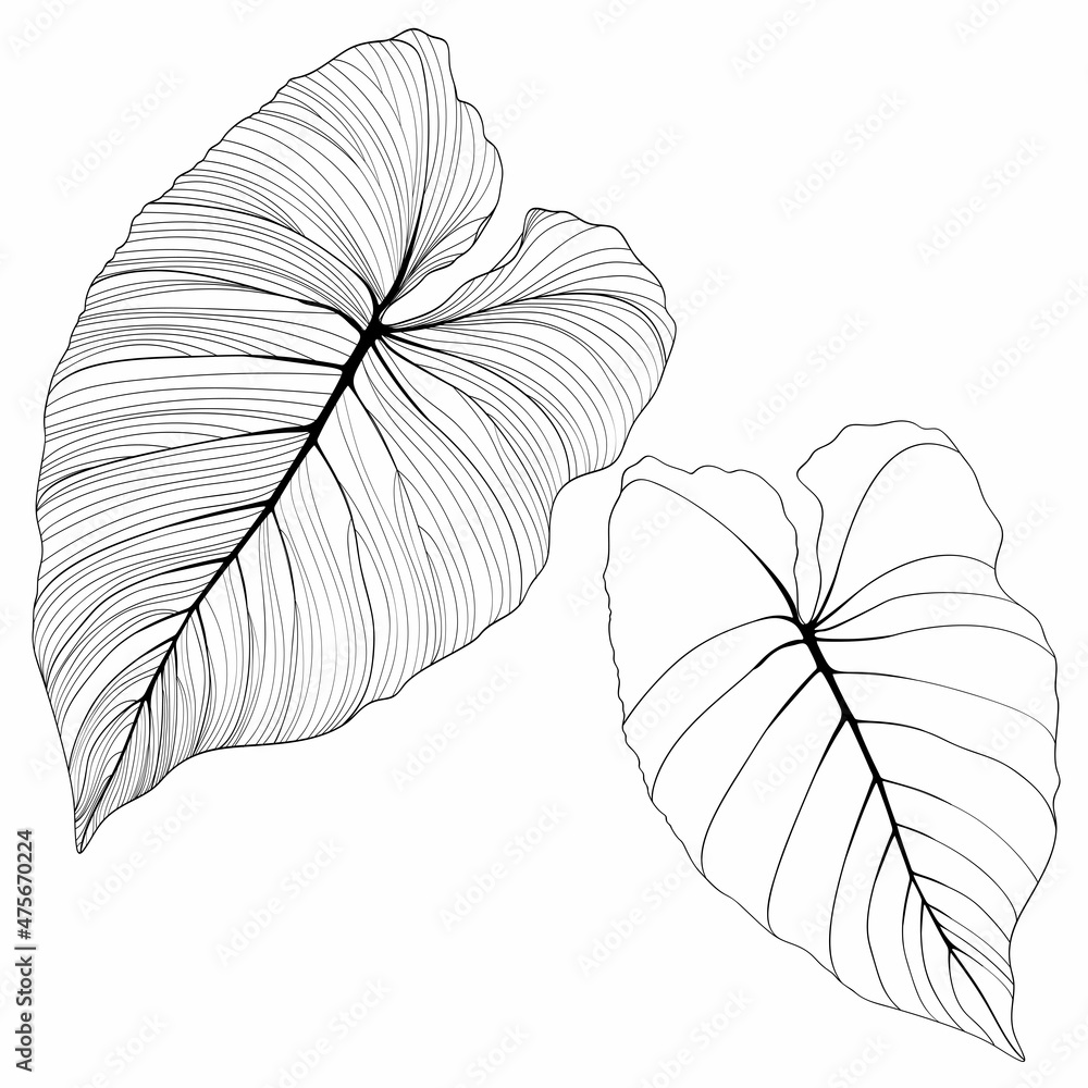 Line philodendron leaf set, black white illustration. Beautiful natural ...