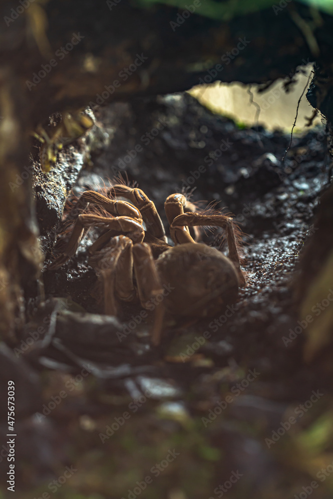Foto de Bird-eating spider in burrow, The Goliath birdeater in the lair ...