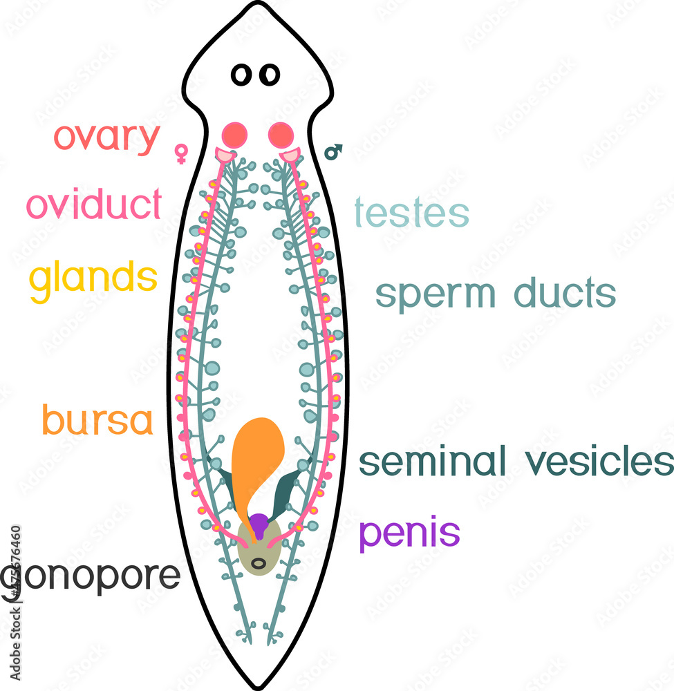 Reproductive system of planaria (flatworm) isolated on white background ...