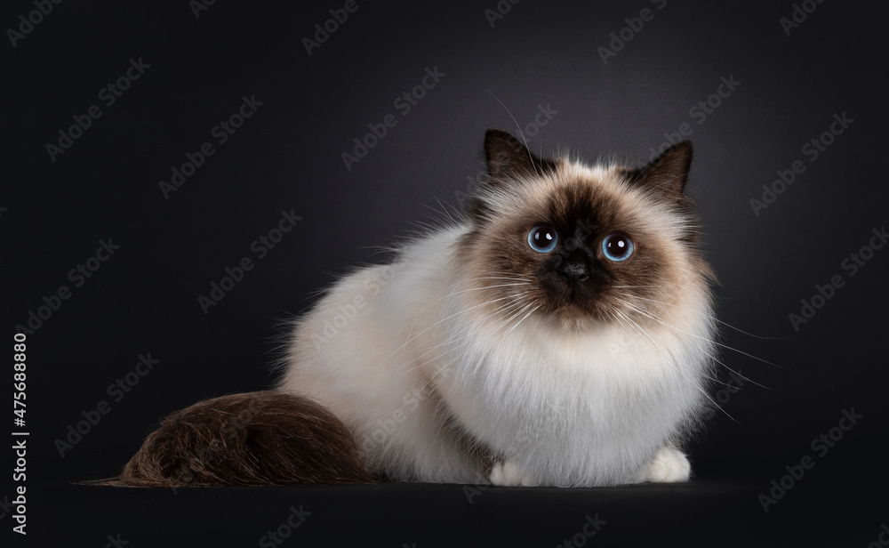 Beautiful seal point Sacred Birman cat, laying down facing front ...