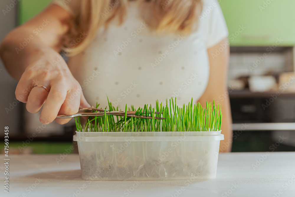 hand cutting grass in a pot Stock Photo | Adobe Stock