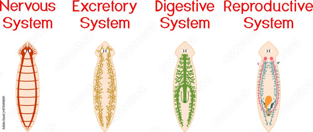 Nervous, Reproductive, Digestive and Excretory system of planaria ...