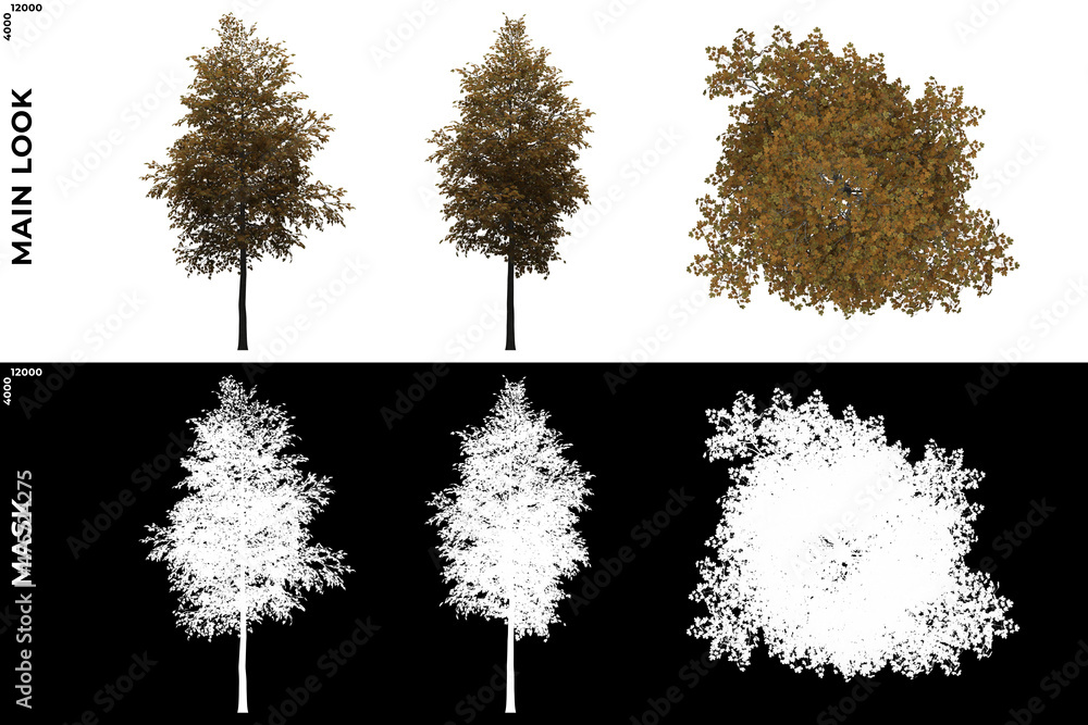 3D Rendering of Front, Left and Top view of Field Maple Trees with ...