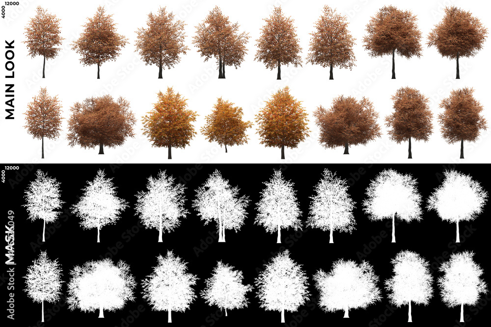 Front views of Sugar Maple Trees with alpha mask to cutout and PNG ...