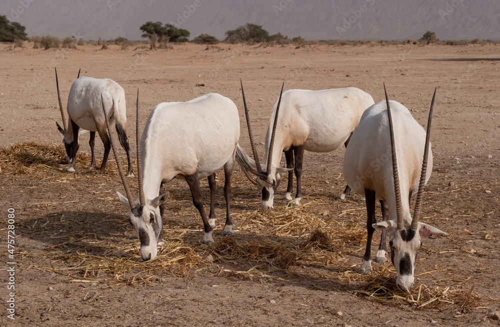 A group of Arabian oryxes in Hay-Bar Yotvata Nature Reserve, a breeding ...