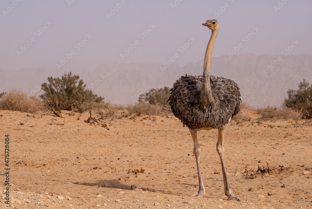 Ostrich in Yotvata Hay-Bar Nature Reserve, a breeding and ...